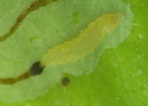 Minador, plaga de cítricos – Dominio Agrícola